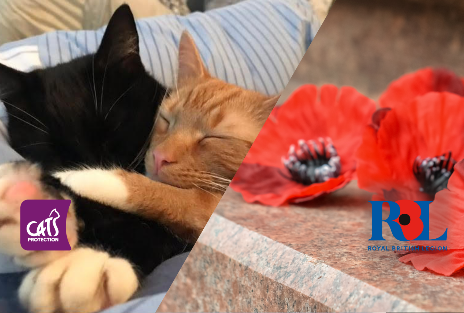 Driving Change: How Cats Protection and the Royal British Legion Led ...